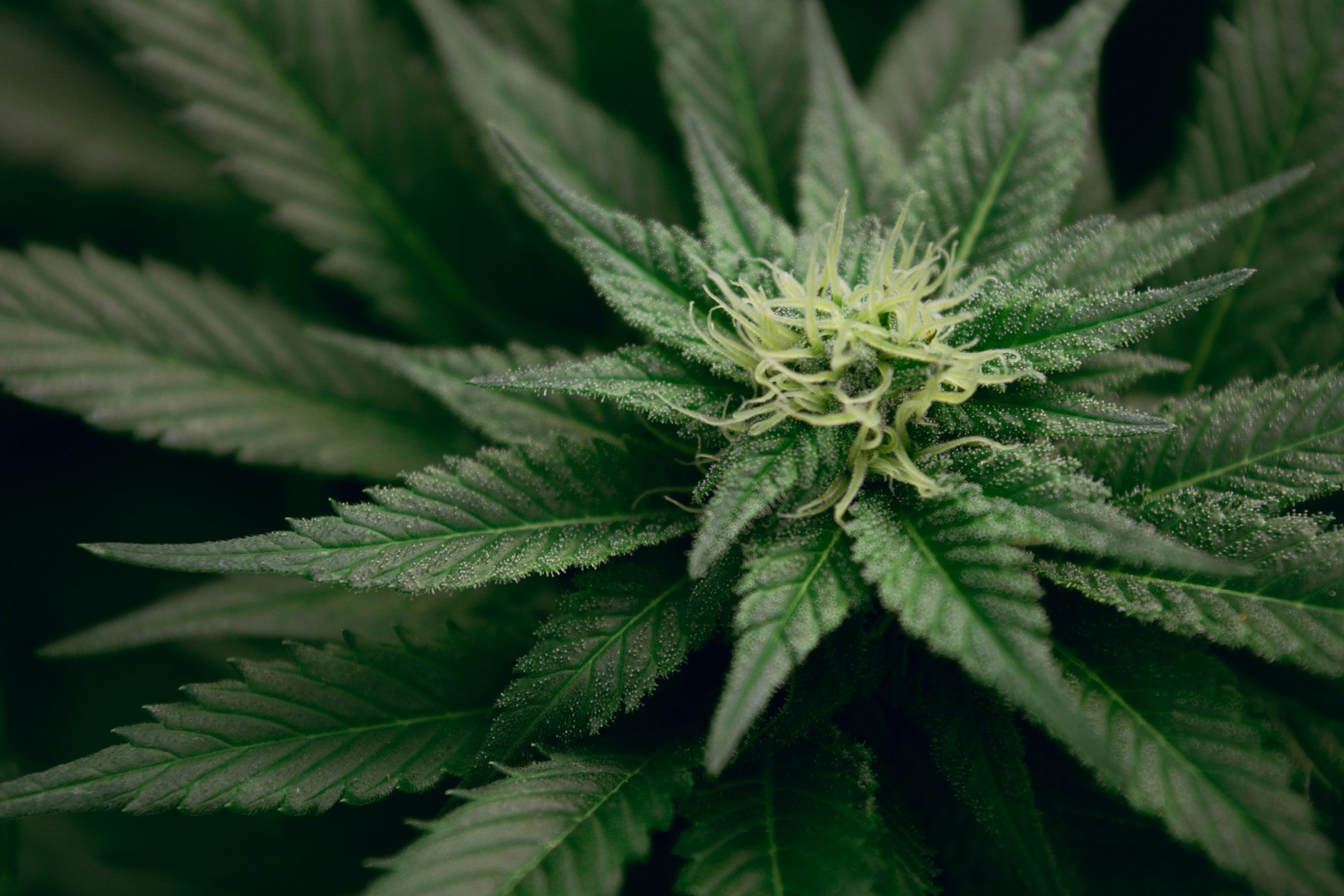 Why Hemp? – Babble & Hemp