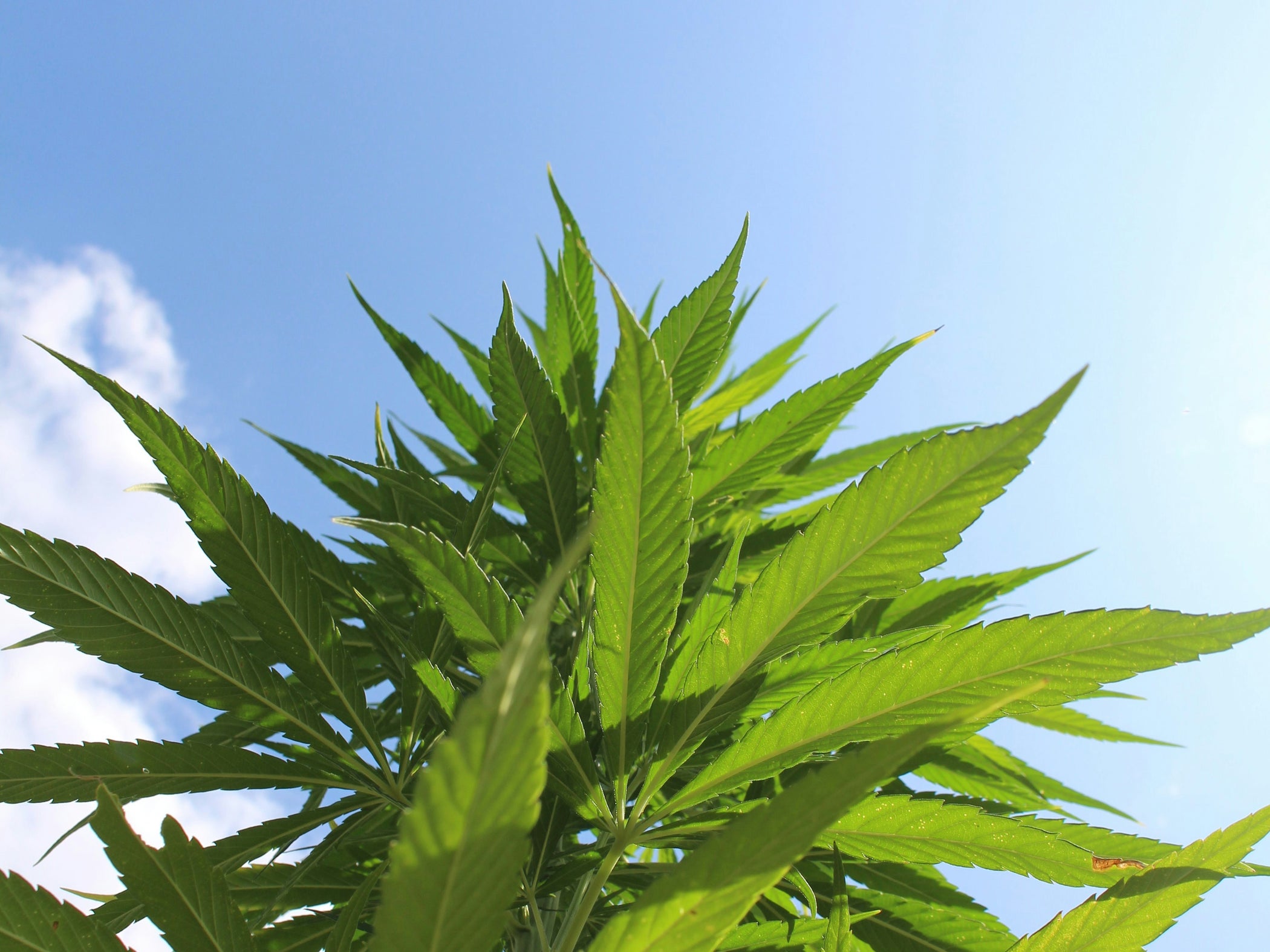 Why Hemp? – Babble & Hemp